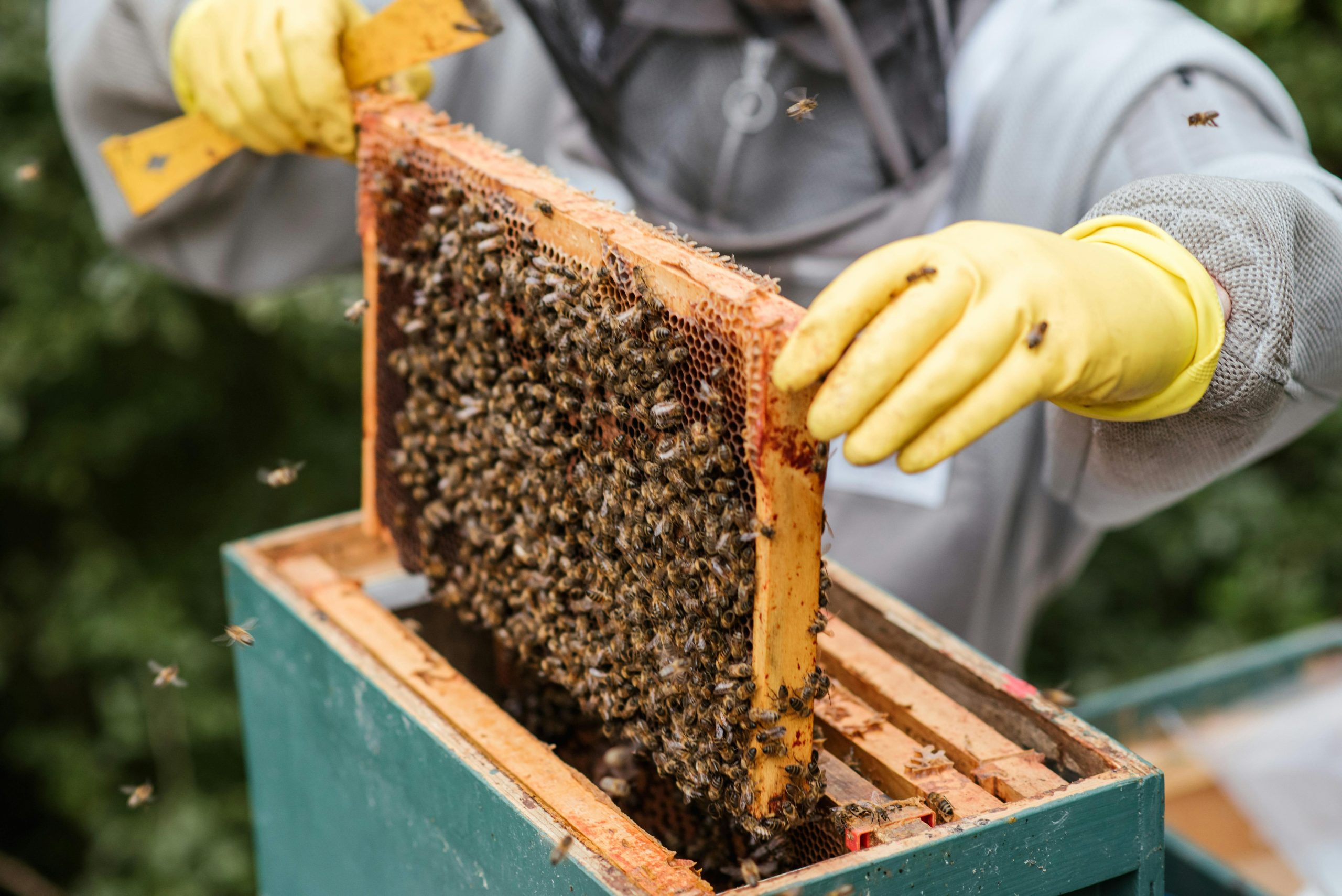 WHY BEEKEEPING IS KENYA’S NEXT BIG AGRIBUSINESS - FINCARE INVESTMENTS ...